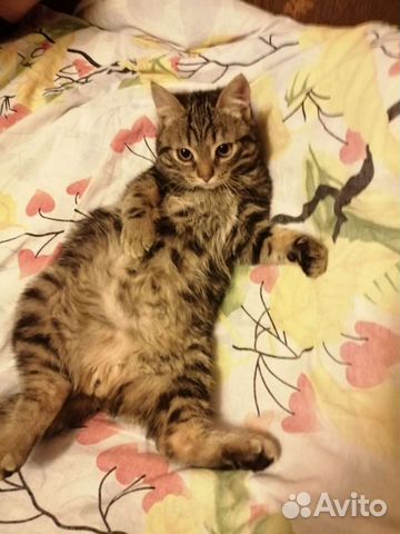 Кошка в дар