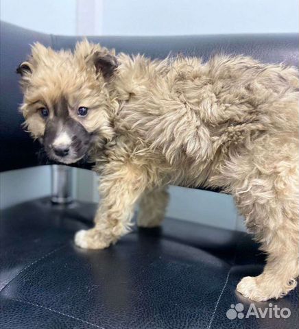 Щенок (мальчик, 2.5 месяца) в дар