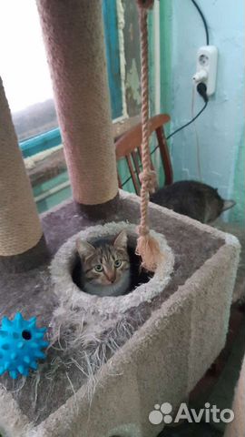 Котик Тиша