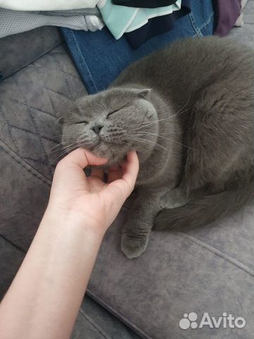 Отдам в добрые руки британскую вислоухую стерелизо