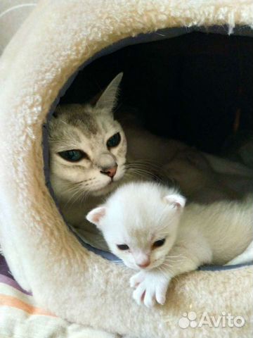 Бурмилла котята