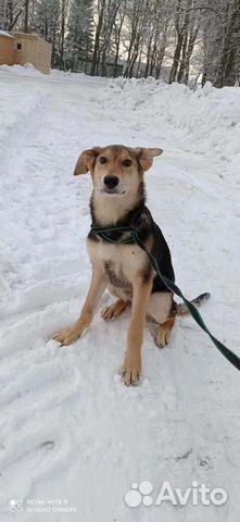 Ёжик в добрые руки