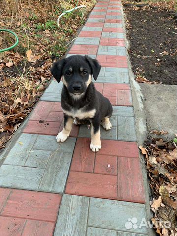 Красавец Финчи ждёт своего человека