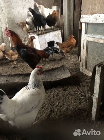 Бойцовые куры