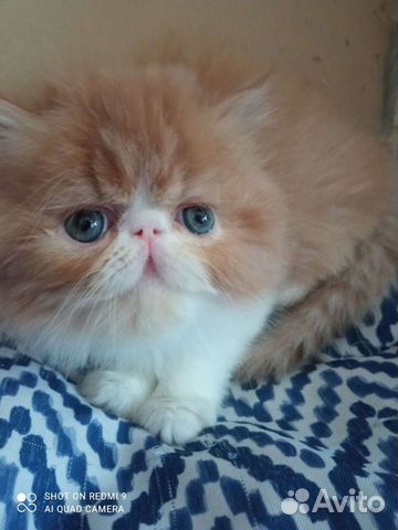 Персидские котята