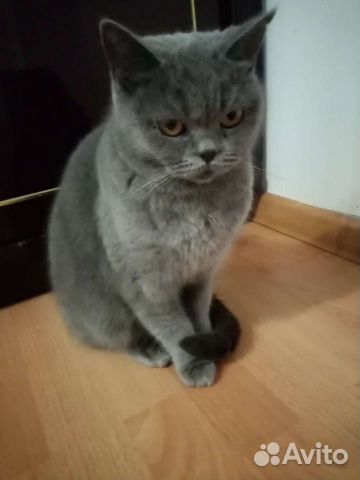 Кошечка Элис британка бесплатно