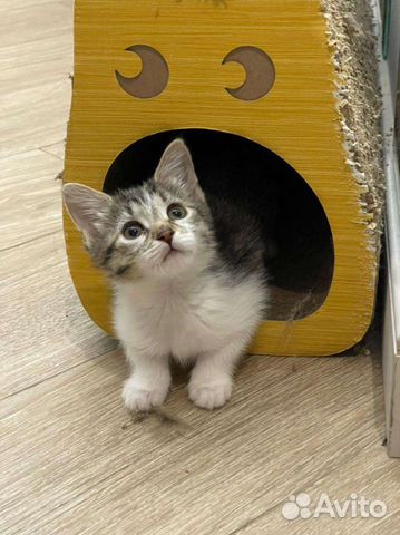 Игривый котенок девочка