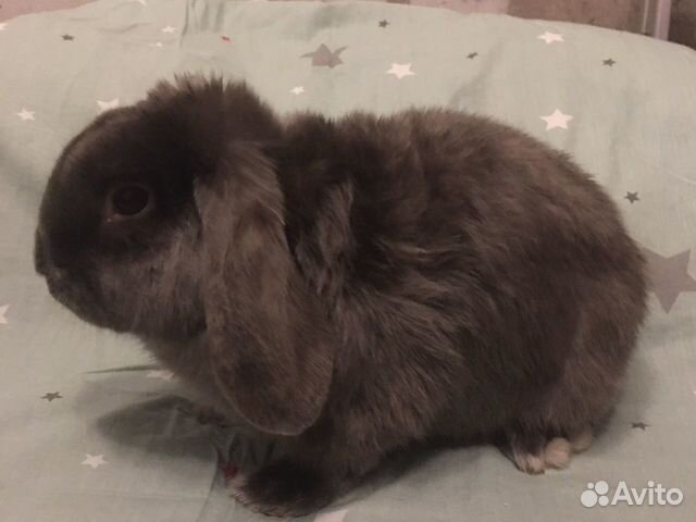 Карликовый кролик