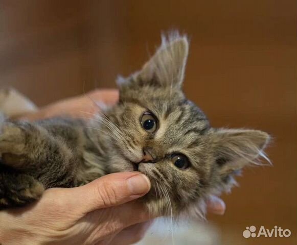Котенок девочка 2 мес. Эстела в дар