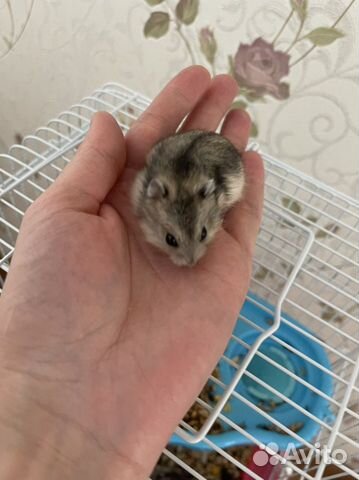 Джунгарский хомяк