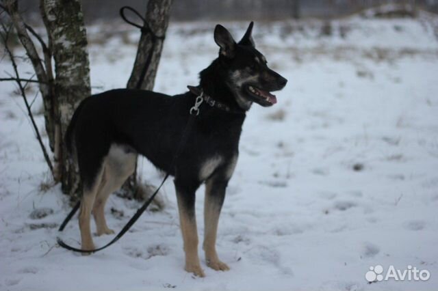С чудесным характером-Макс ищет семью
