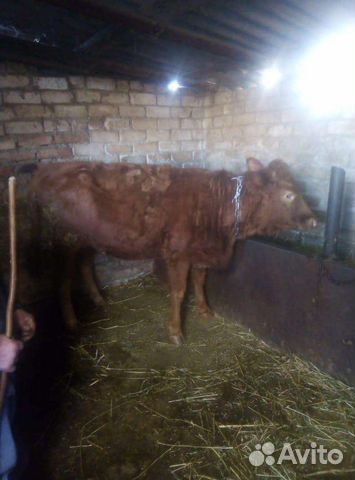 Корова с теленком. Тёлки