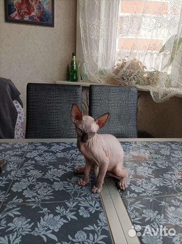 Канадский сфинкс