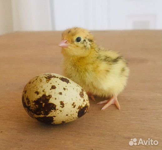Инкубационное яйцо перепелов, цыплята