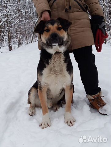 Собаки бесплатно