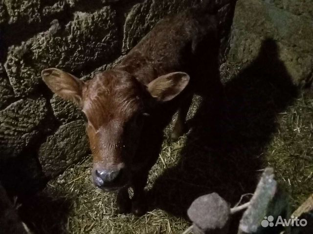 Телка родилась 9.02.2022