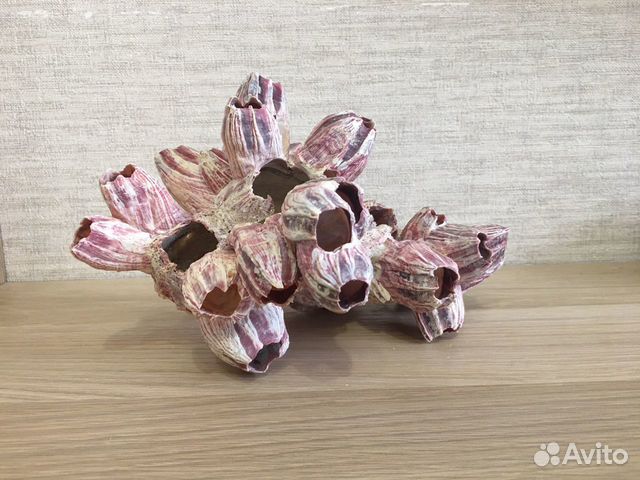 Натуральный коралл розовый и белый для аквариума д
