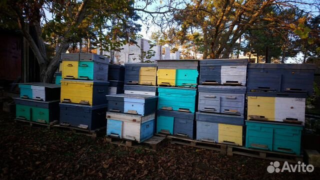 Пчелопакеты