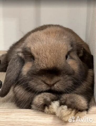 Кролик Mini lop, 7 мес