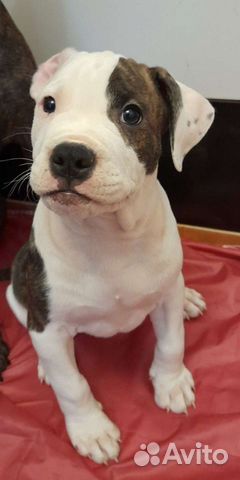 Американский питбультерьер щенки