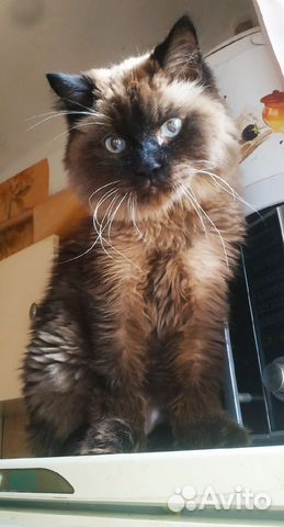 Кот Персик