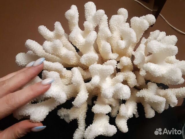 Коралл балянус