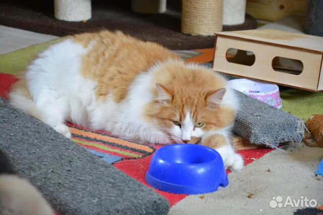 Молодой котик