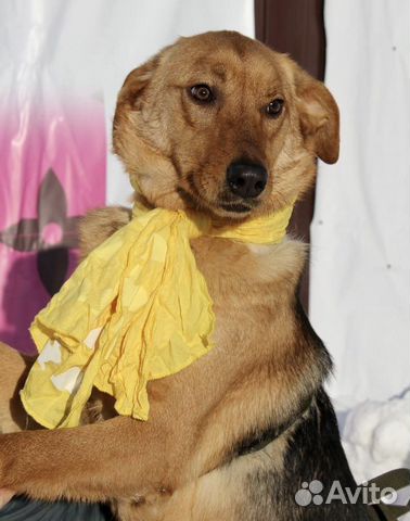 Рыжая девочка в поиске дома