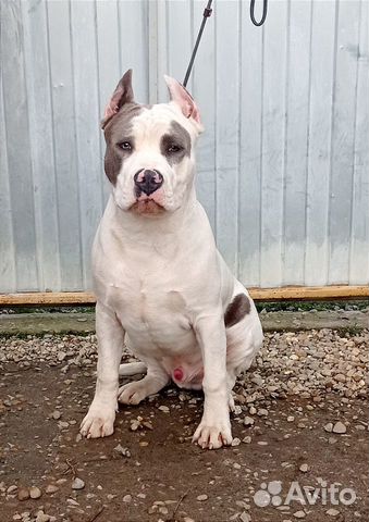 Стаффордширский терьер