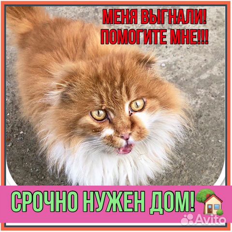 Вислоухий Котик в добрые руки