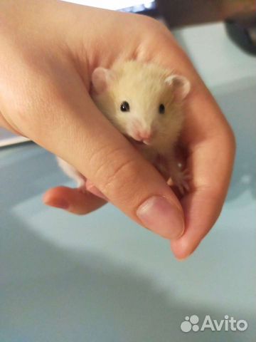 Сирийский хомяк