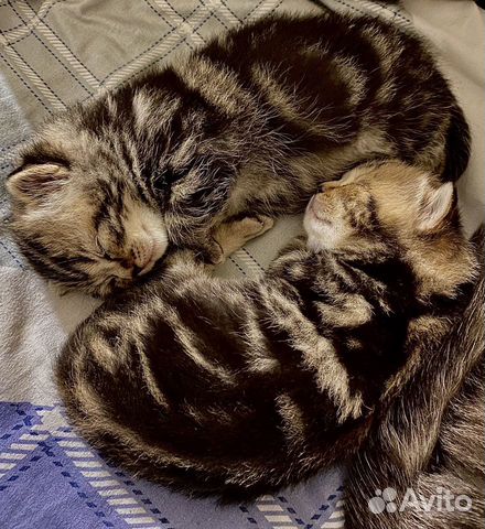 Шотландские котята
