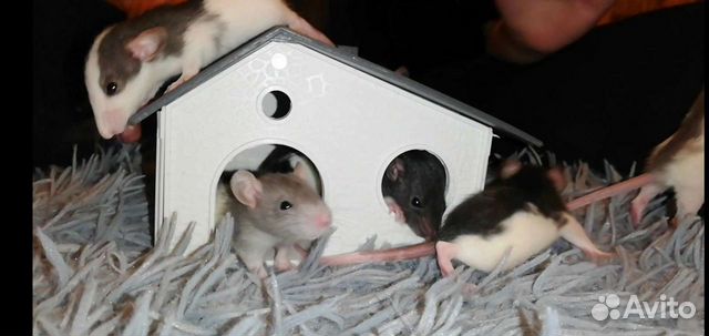 Крысята