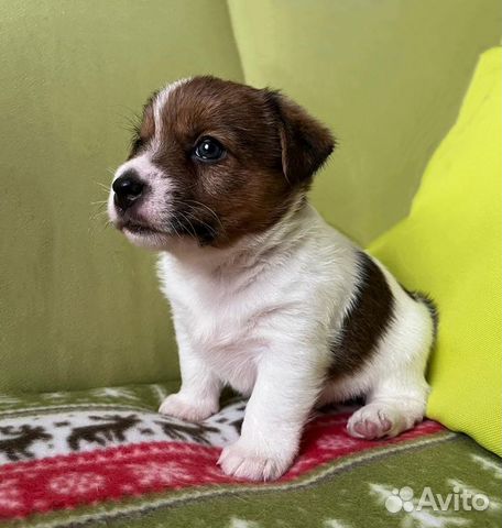 Щенки джек Рассел терьер