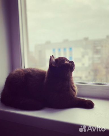 Британский короткошерстный шоколадный кот
