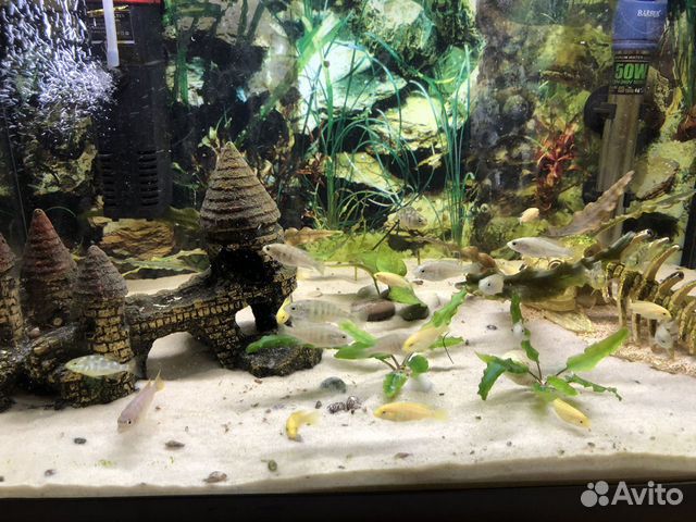 Хромис-красавец, Еллоу, хаплохромис ниерери