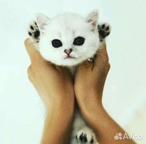 Клубные британские шиншиллы