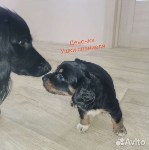 Собаки бесплатно в добрые руки с породой