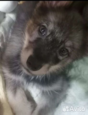 Щенок в добрые руки привезем сами