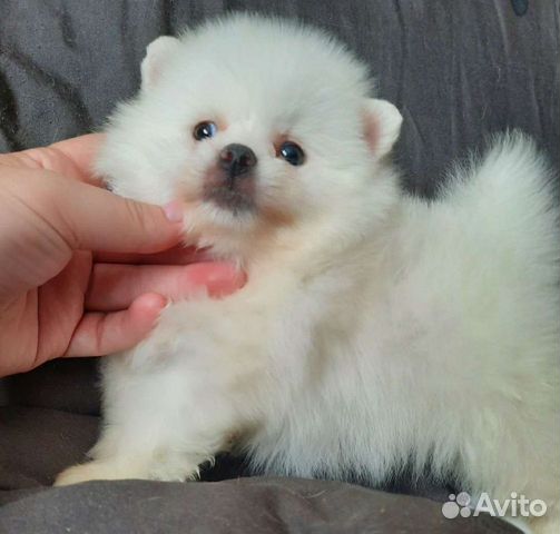 Померанский шпиц.Мальчики мишки