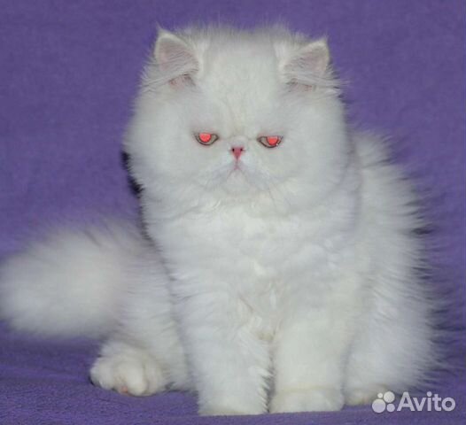 Шикарный белый парень