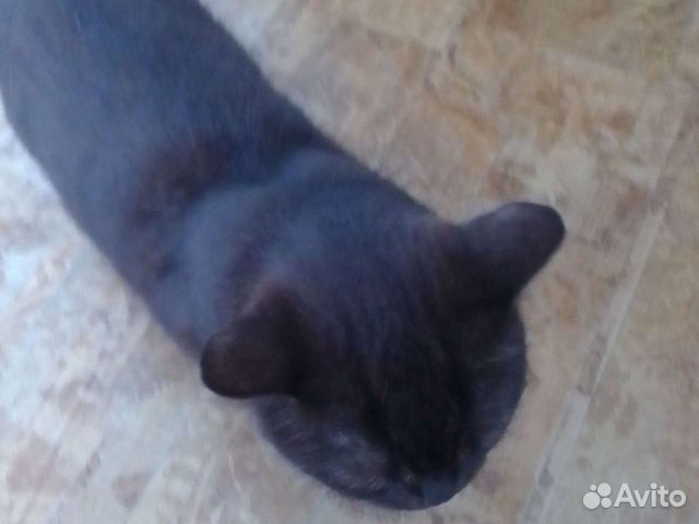 Шатланка кошка в дар