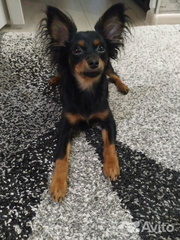 Русский той-терьер