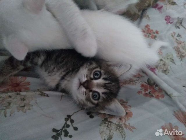 Котята антистресс