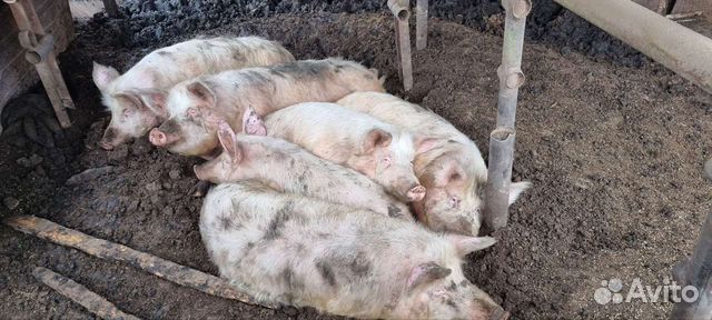Домашние Свиньи живым весом