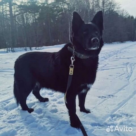 Шикарный черный мальчик в дар