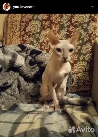 Кошечка сфинкс от бабушки