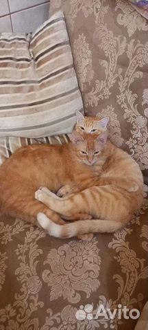 Рыжик и Антон ищут дом