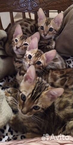 Кошки
