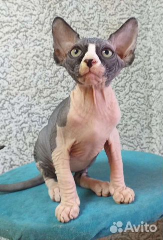 Котята канадского сфинкса